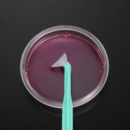 PROGENE® Cell Scraper, Sterile